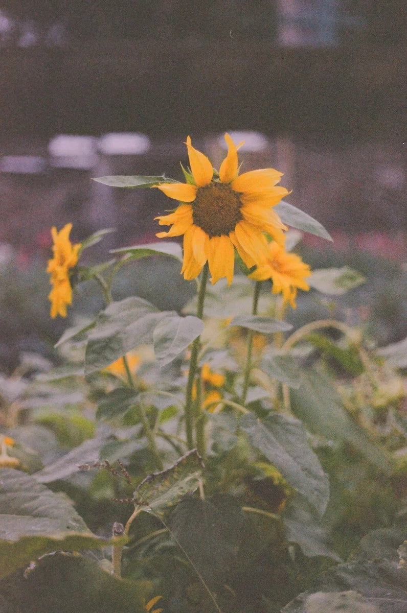 Пленка Samsung Prime Color Film 24 100 просрочка – Retrocam